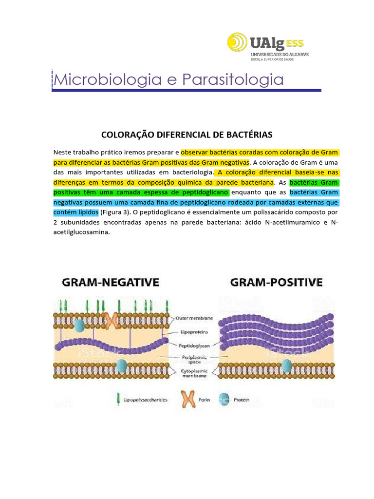 Coloração diferencial de bactérias - Gram | PDF | Microscopia | Biologia