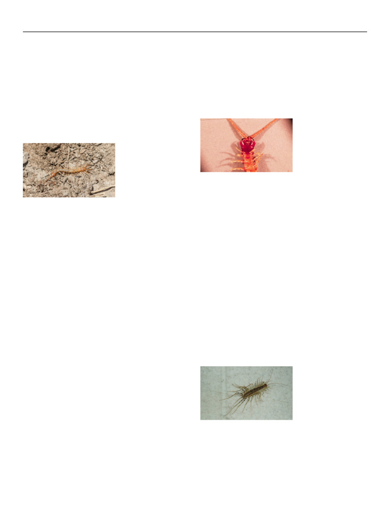Centipede Pdf Arthropods