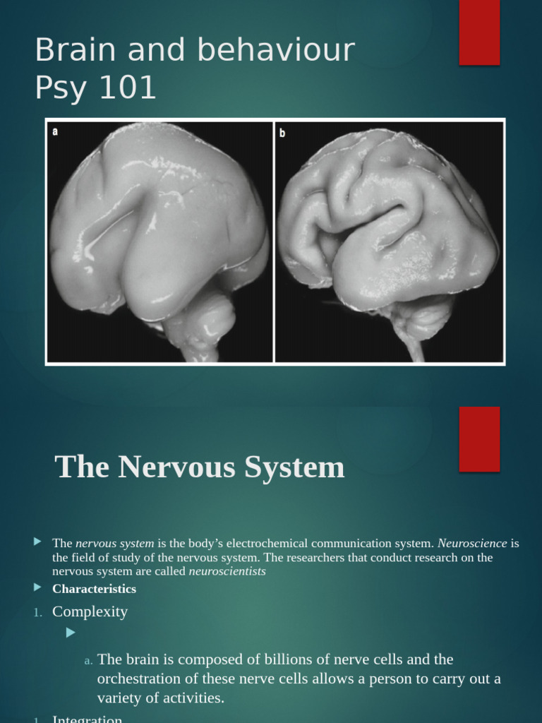 Brain and Behaviour | PDF | Neurotransmitter | Nervous System