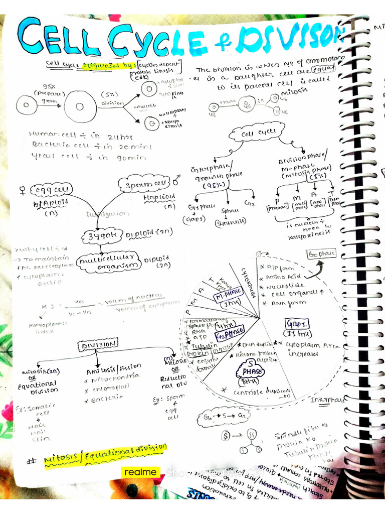 Cell Cycle and Division | PDF
