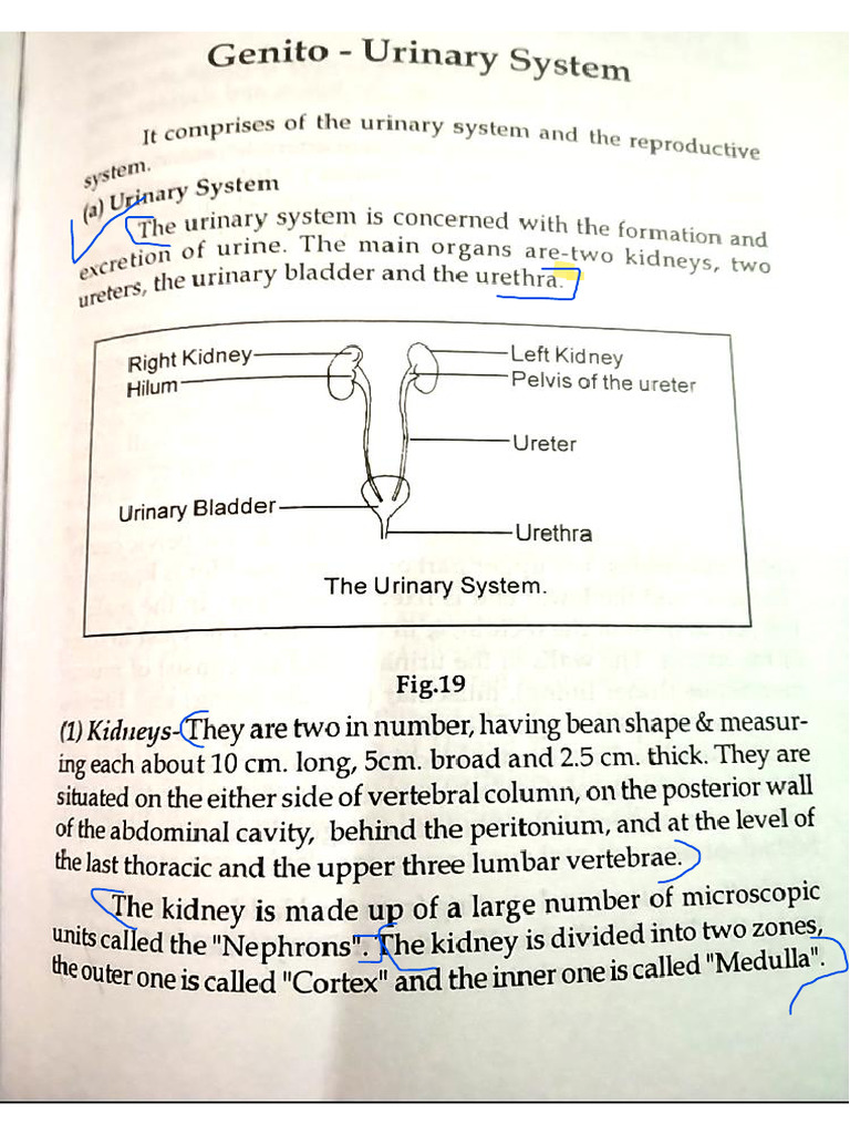 Genito Urinary System | PDF