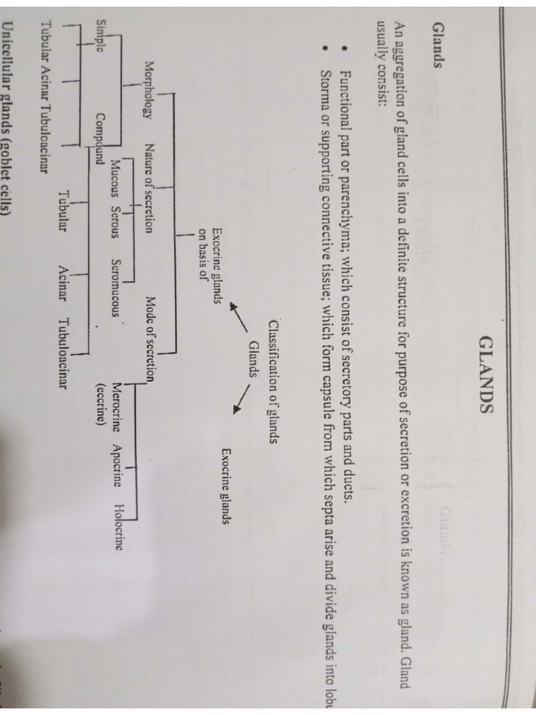 Histo Notes by Key To Bds Team | PDF