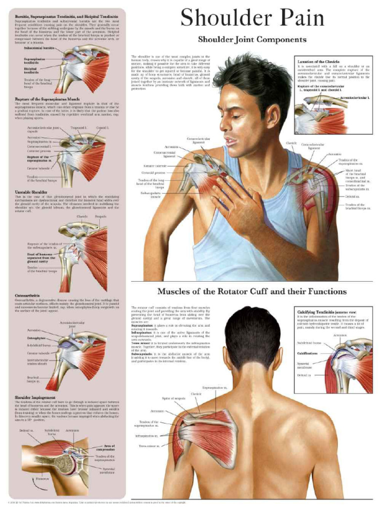 Shoulder Pain E-Chart Quick Reference Guide (HC-HealthComm) | PDF ...