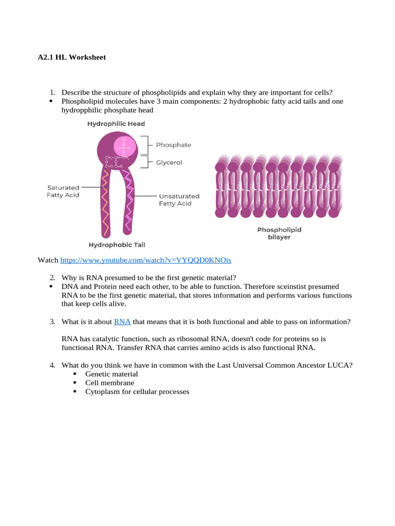 A2.1 HL Worksheet About Cells 2 | PDF | Cell (Biology) | Rna