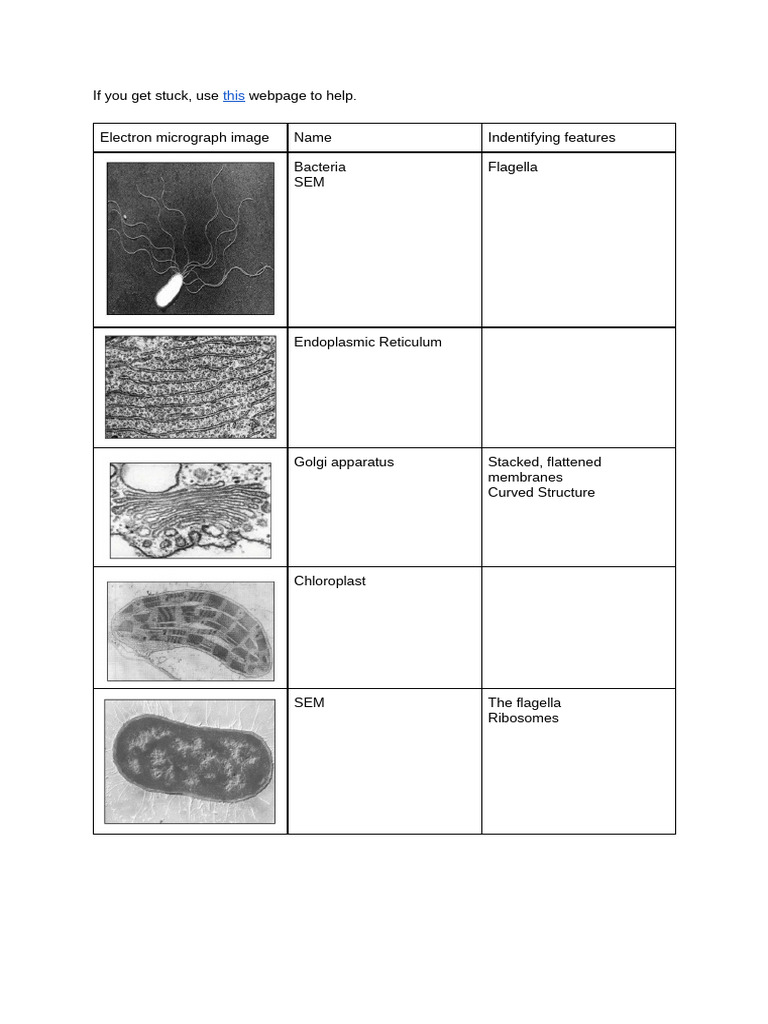 A2.2.10 Light and Electron Micrograph Images of Cell | PDF