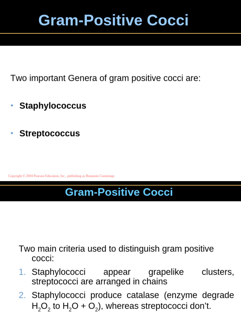 Lecture 9 Gram Positive COcci | PDF | Staphylococcus | Streptococcus