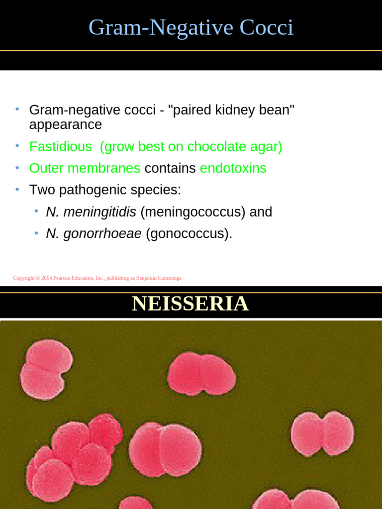 Lecture 10 Gram Negative Cocci | PDF | Lipopolysaccharide | Gram ...