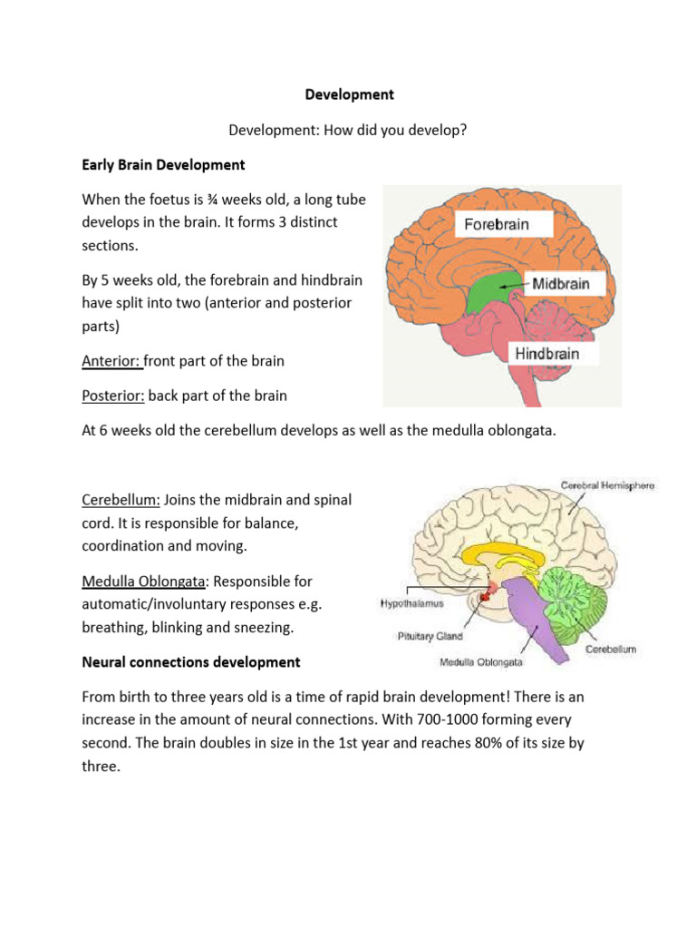 Brain Development Notes (1).PDF | PDF | Schema (Psychology ...