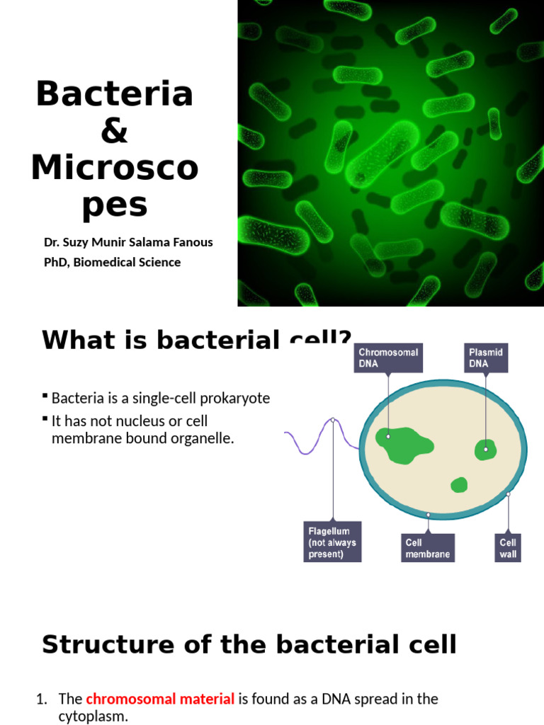 Bacteria Microscopes | PDF | Bacteria | Microscope