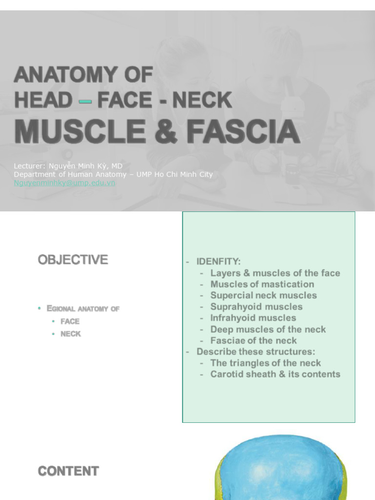 3. Fascia of Head & Neck | PDF | Common Carotid Artery | Neck