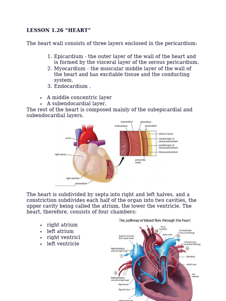 bio circulatory system | PDF | Heart Valve | Heart