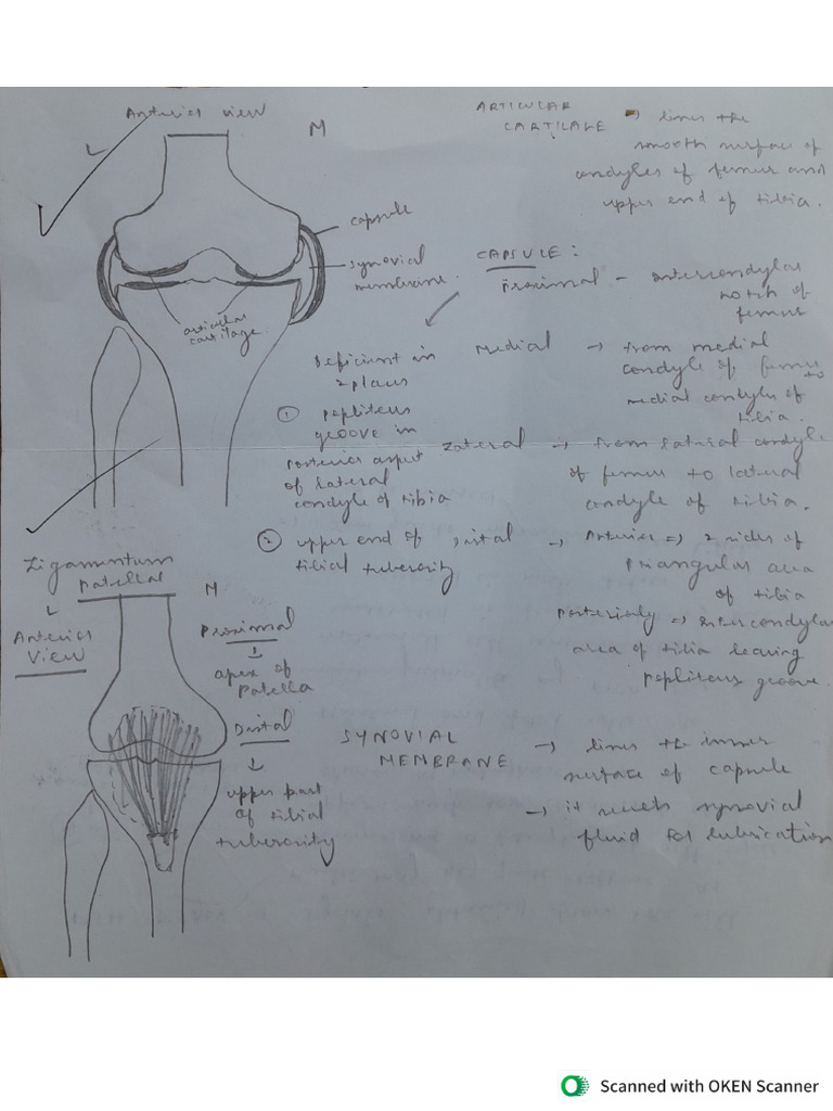 Knee joint notes | PDF