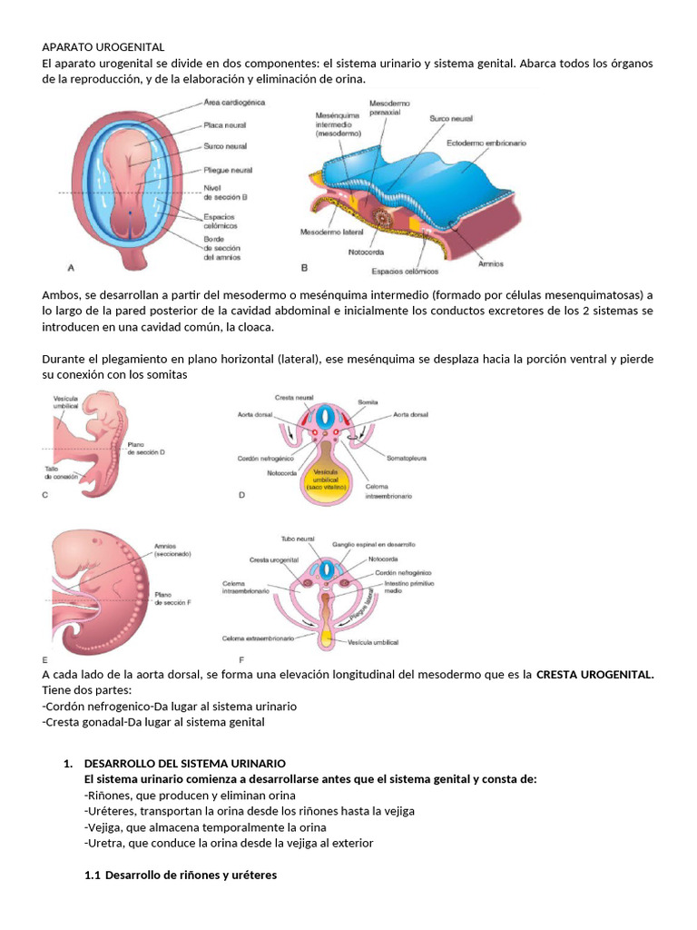 APARATO UROGENITAL Expo | PDF | Riñón | Sistema urinario