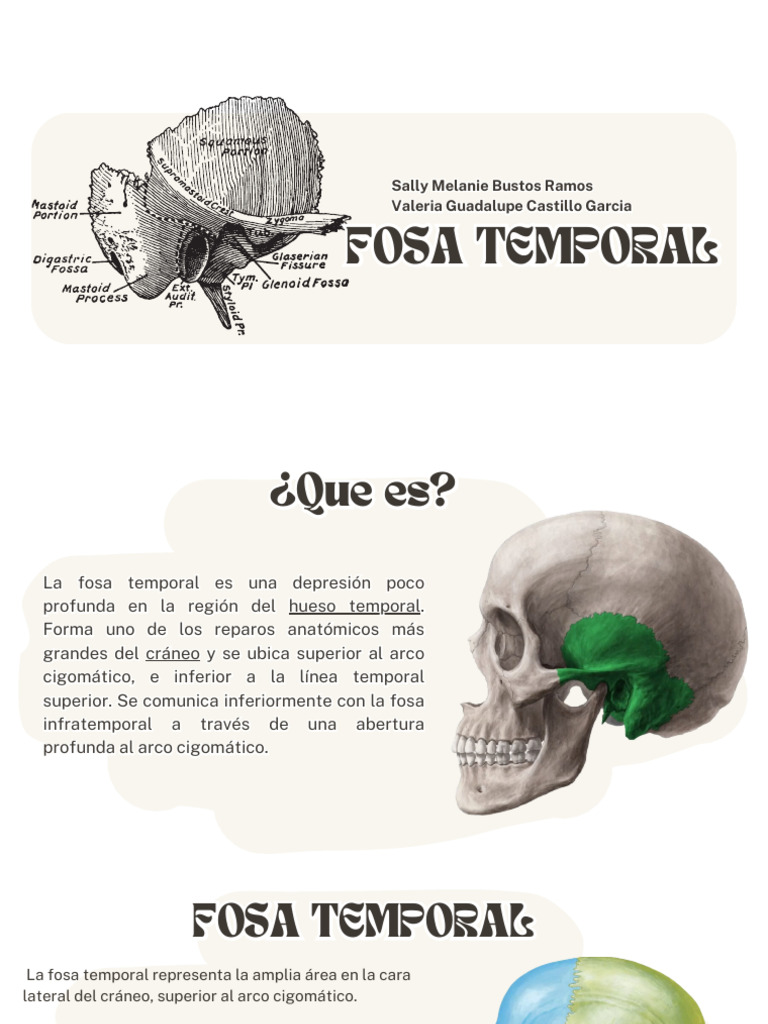 Fosa Temporal | PDF | Cráneo | Cabeza y cuello humanos