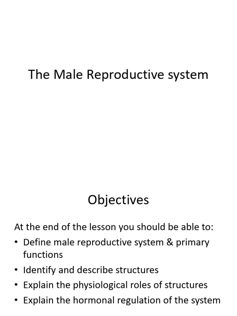 Lecture 7 -Male Rep | PDF | Testicle | Prostate