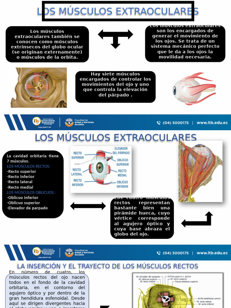 Diapo Musculos extraoculares M.G | PDF | Oftalmología | Cabeza y cuello ...
