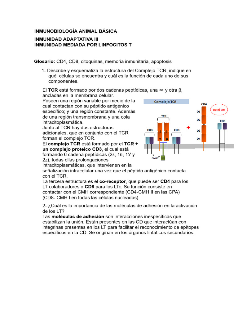 Activación y Función de Linfocitos T | PDF | Sistema inmune | Citocina