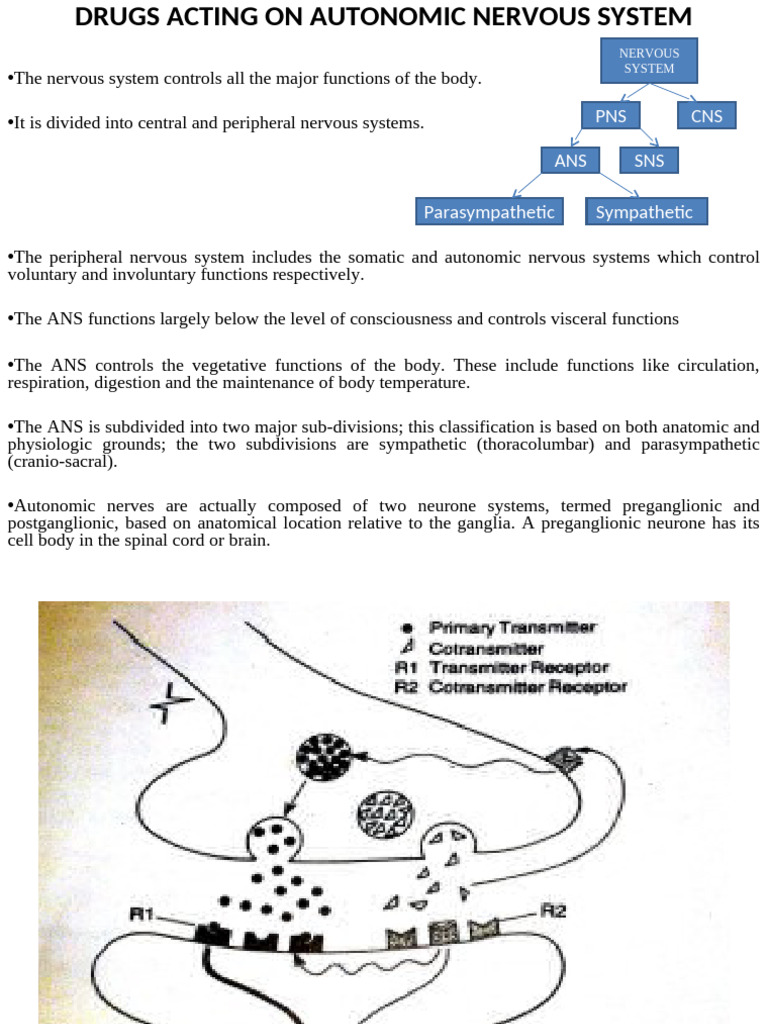 Ans | PDF | Acetylcholine | Autonomic Nervous System