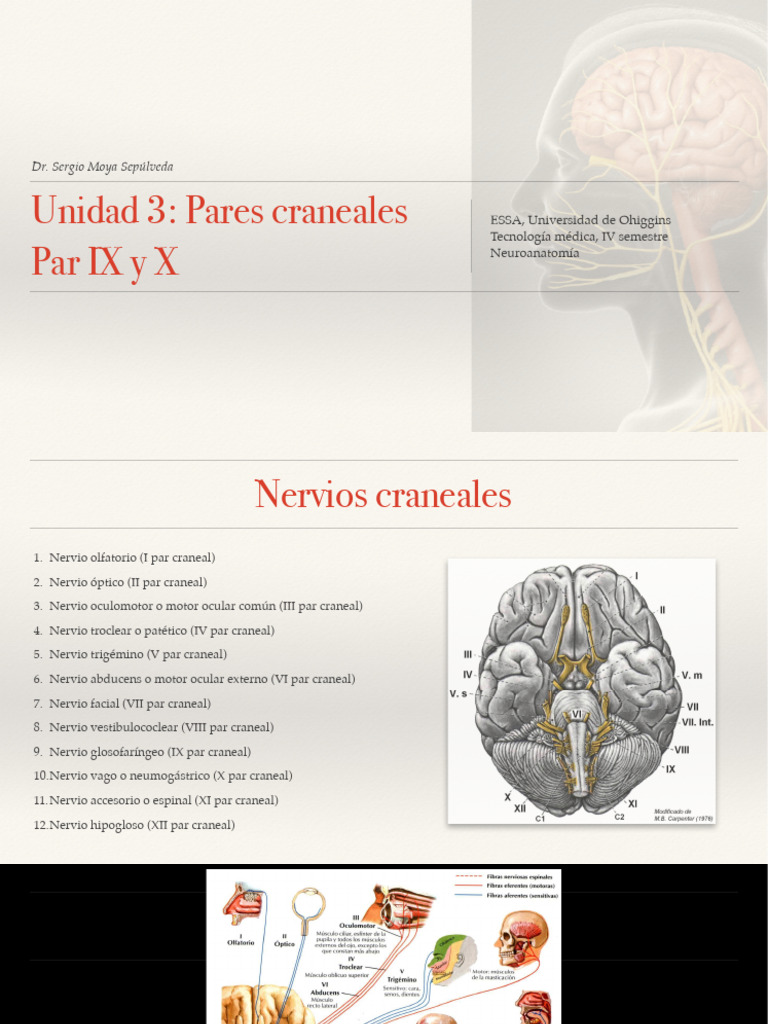 Clase IX y X Par Craneal Vago y Glosofar Ngeo | PDF | Nervio vago ...