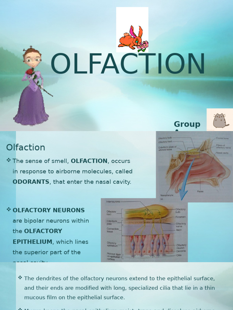 Olfaction | PDF