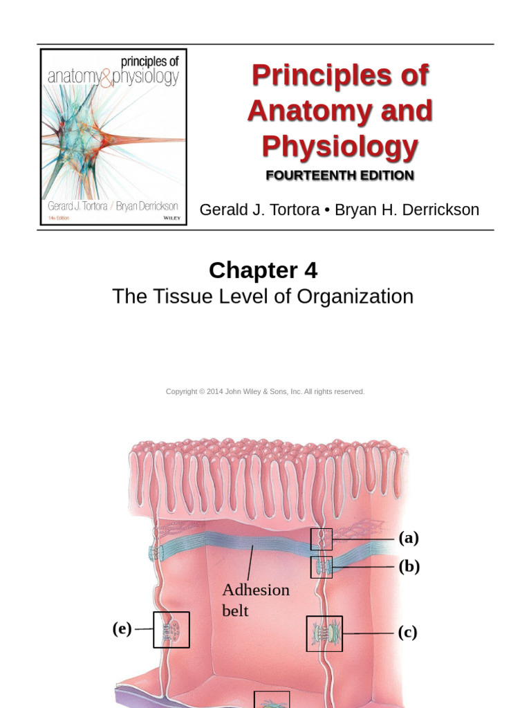 Ch04 Anatomy Diagrams (Fillinblank) | PDF | Epithelium | Skin