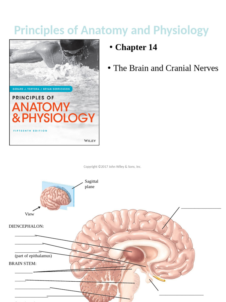 Ch14 Anatomy Digrams (Fillinblank) | PDF | Spinal Cord | Brainstem