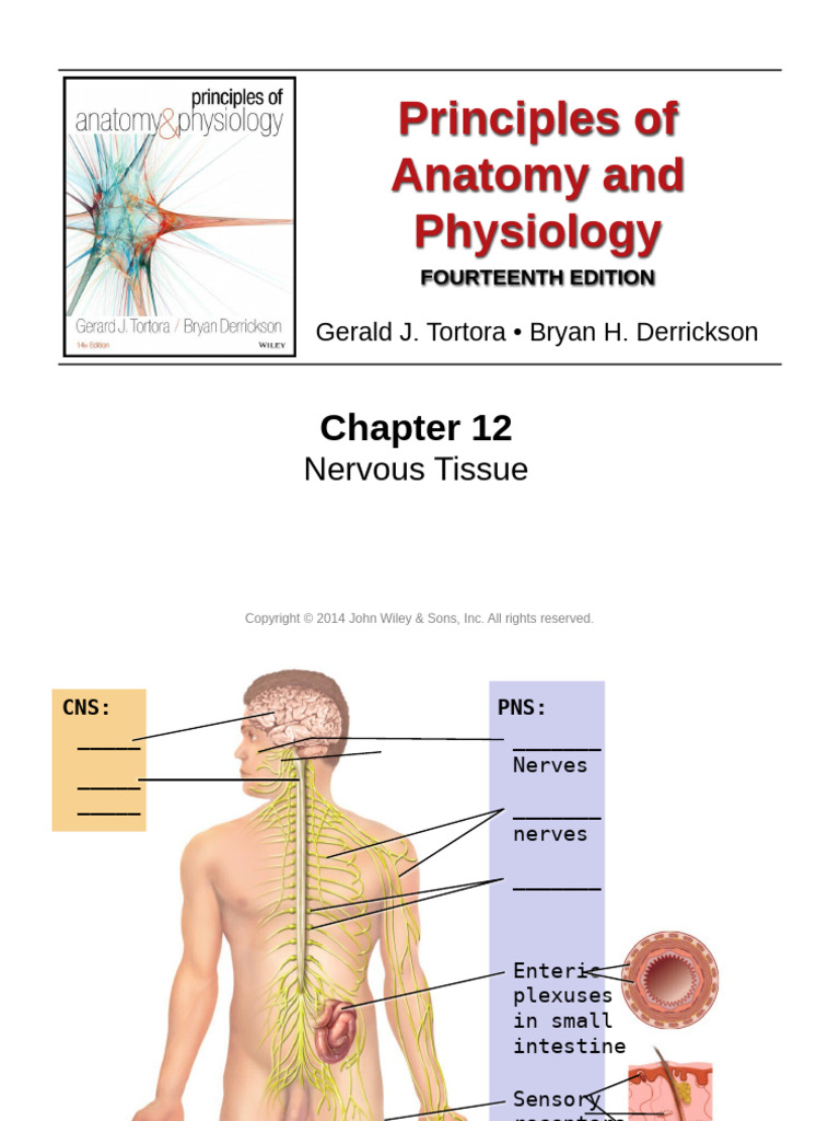 Ch12 Anatomy Diagrams (Fillinblank) | PDF | Neuron | Nervous System