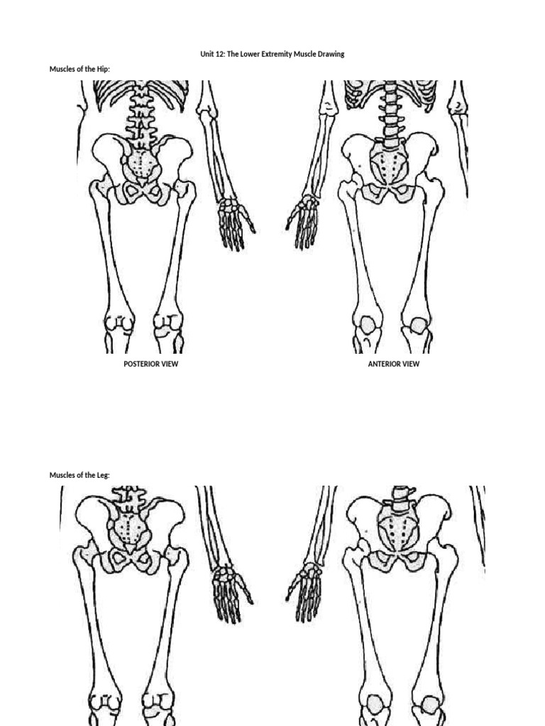 Unit 12 Muscle Drawing | PDF