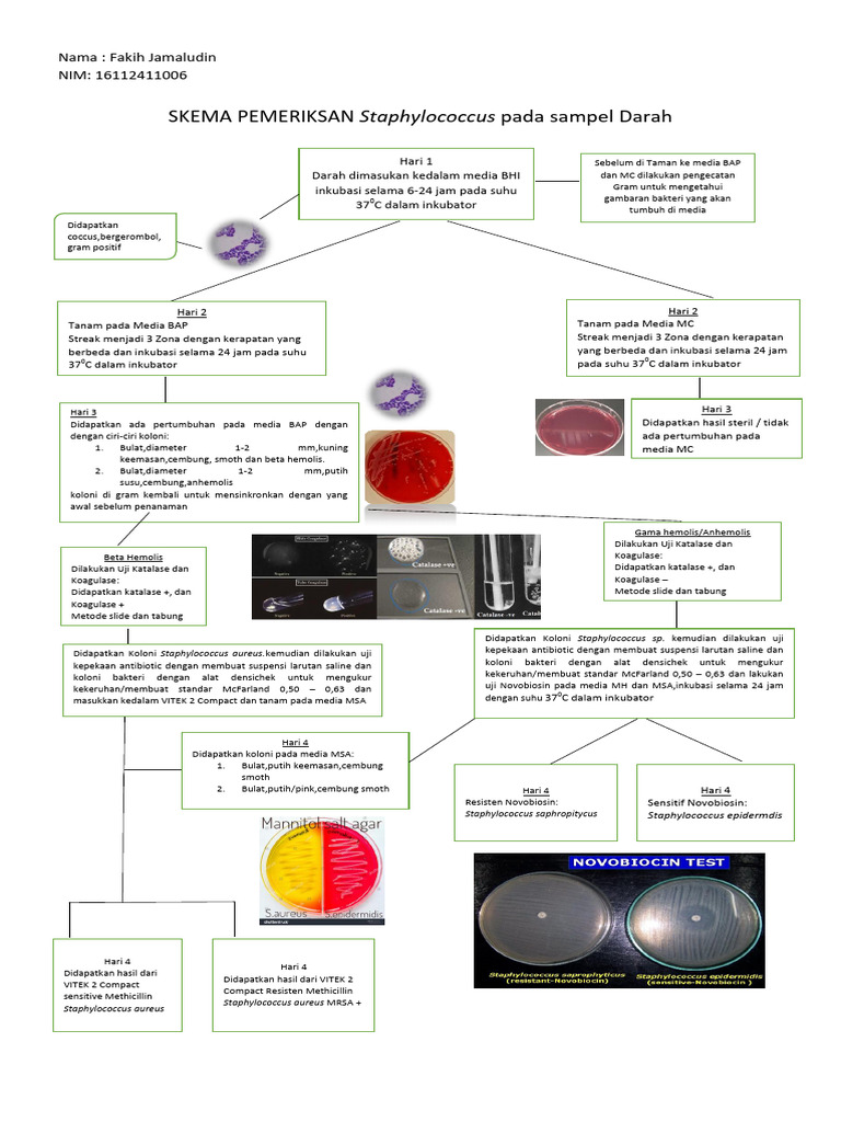 SKEMA Staphy Dan Strepto Fakih Jamaludin_16112411006 | PDF