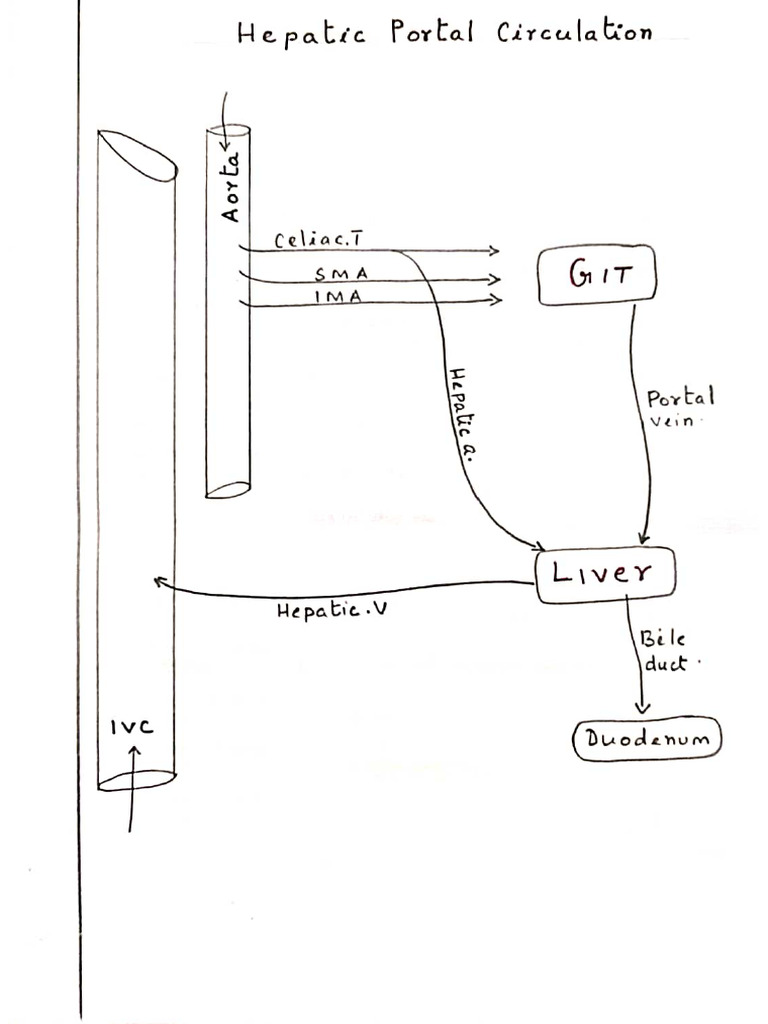 Circulation Of Blood Pdf