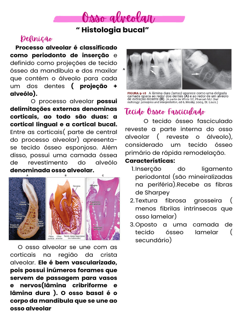 Anatomia e Histologia do Osso Alveolar | PDF | Osso | Boca