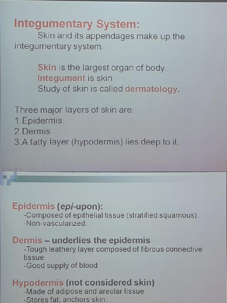 ANATOMY (skin) | PDF | Skin | Integumentary System