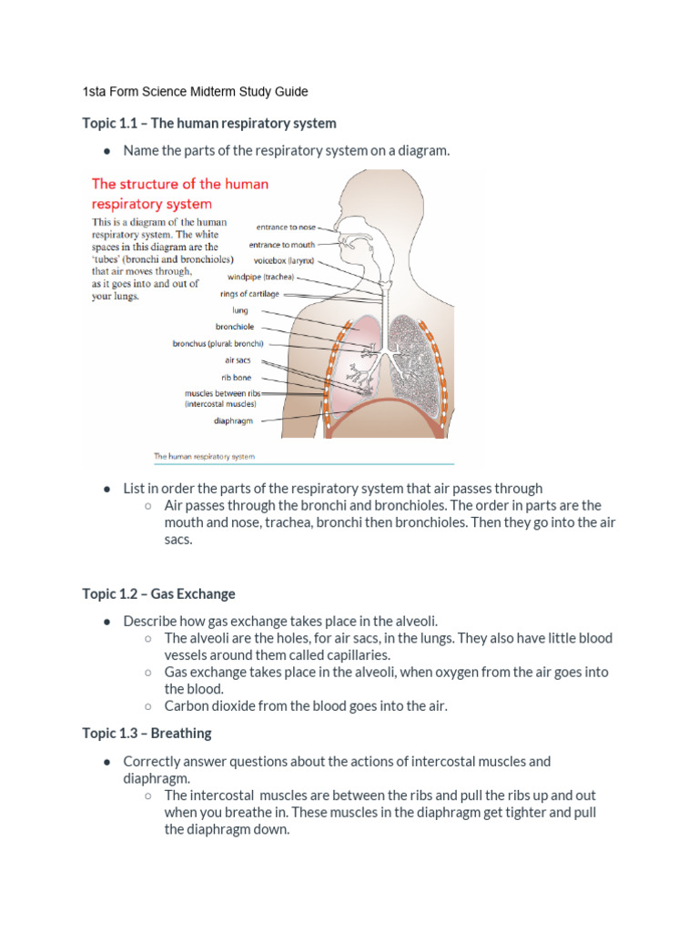 1st Form Science Midterm Study Guide | PDF | Respiratory System | Breathing