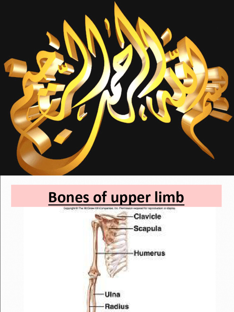 Upper Limb (1) | PDF | Shoulder | Arm