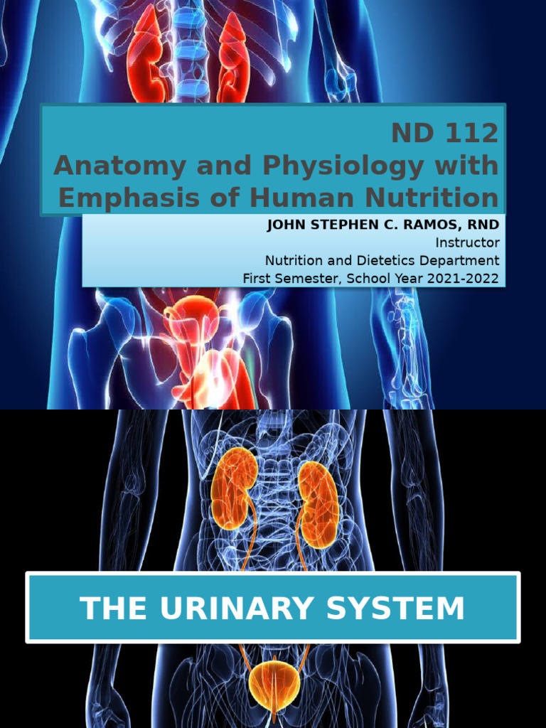 Chapter 15 The Urinary System 1 | PDF | Kidney | Urine
