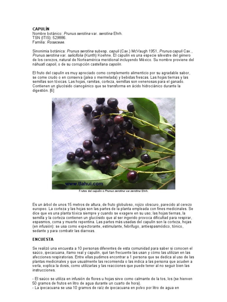 Capulín: Usos y Preparación Medicinal | PDF | Plantas medicinales | Eucalipto