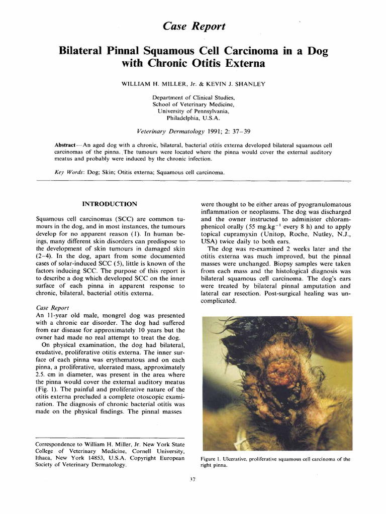 Bilateral Pinnal Squamous Cell Carcinoma in A Dog With Chronic Otitis ...