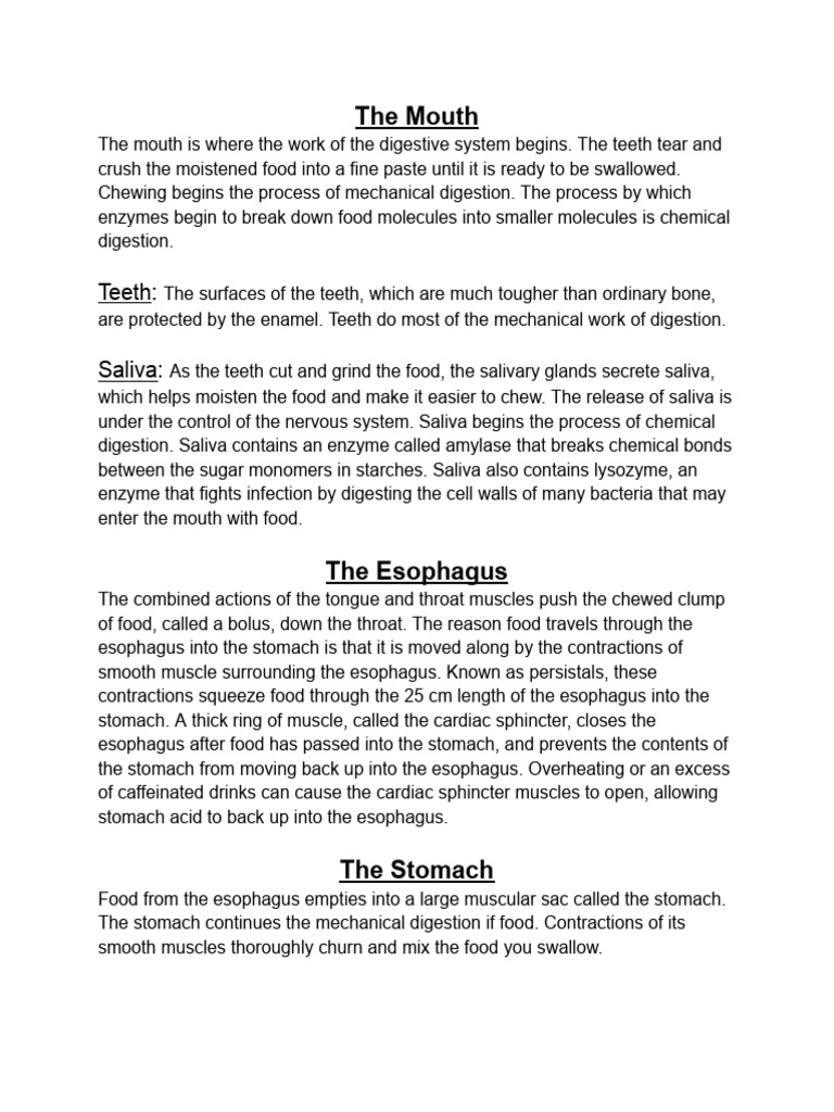 Digestion Notes Pdf Stomach Digestion