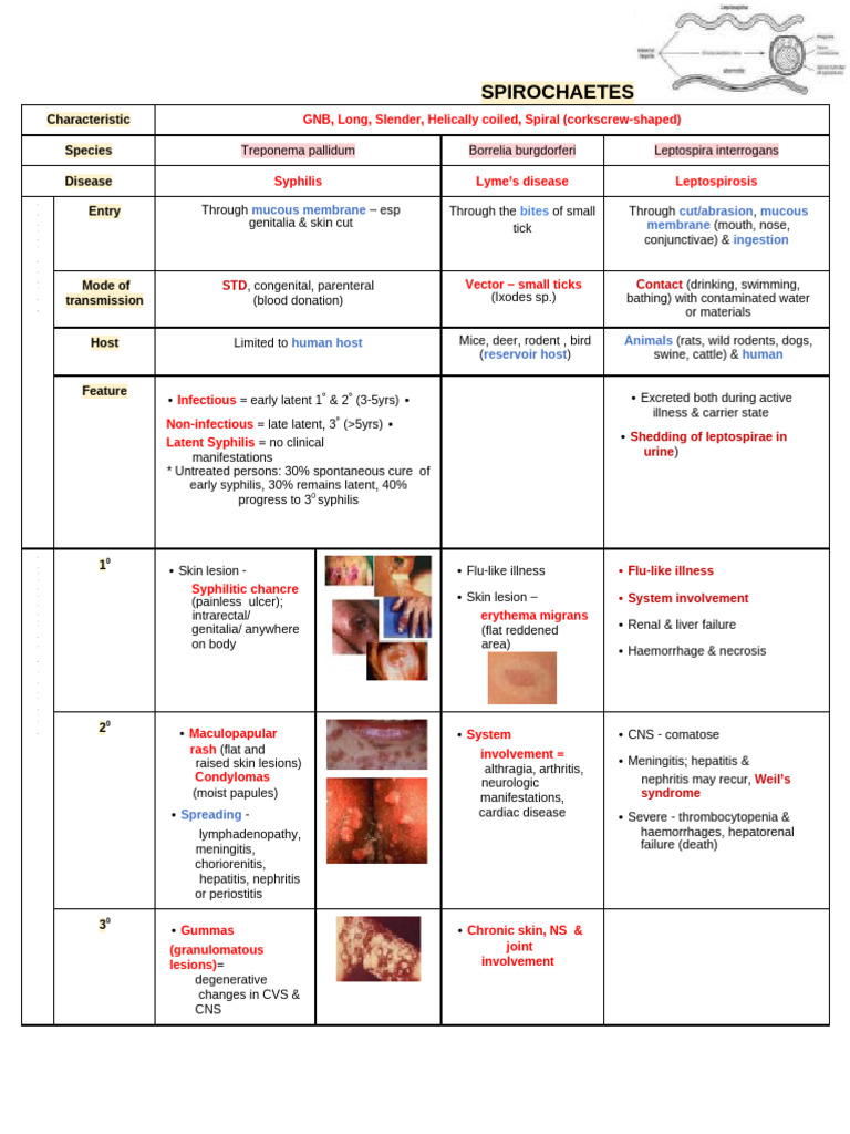 22_SPIROCHAETES | PDF | Lyme Disease | Serology