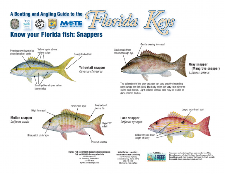 Know Your Florida Fish Snappers | PDF