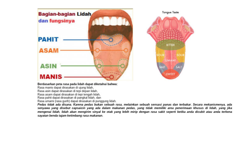 Peta Perasa Bagian Lidah Manusia | PDF