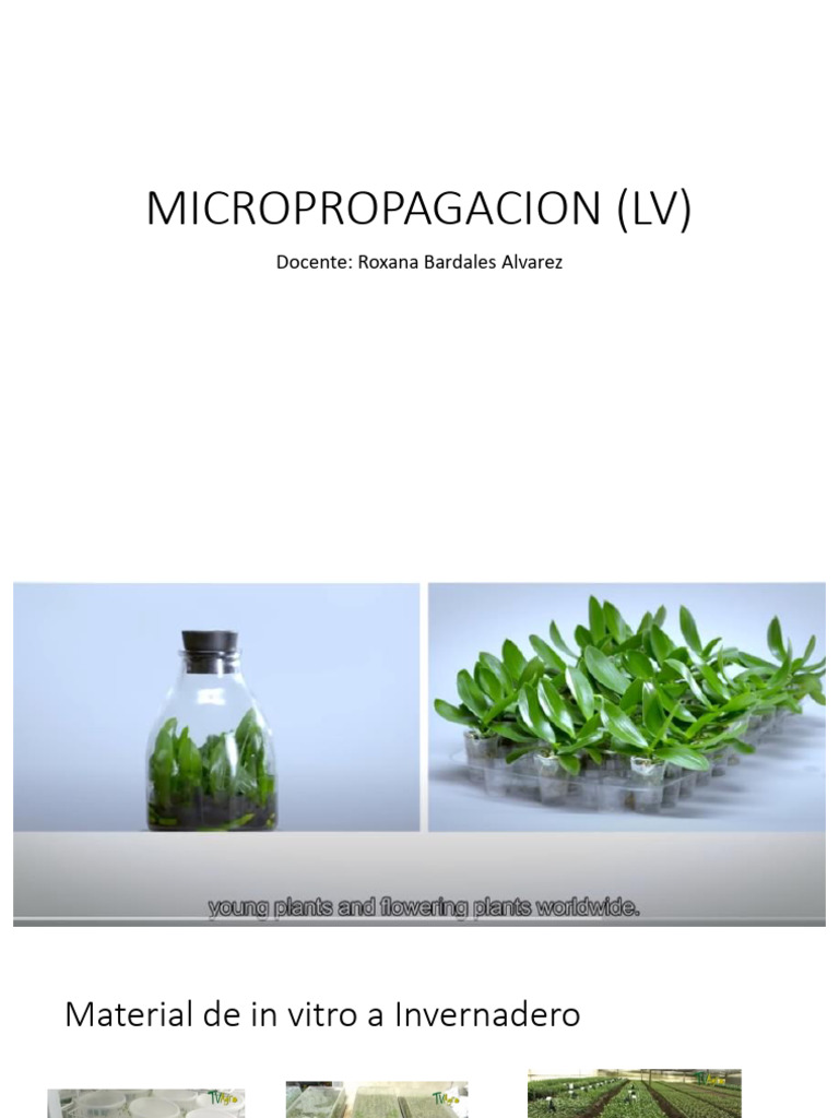 Teoría 5 Vegetal | PDF