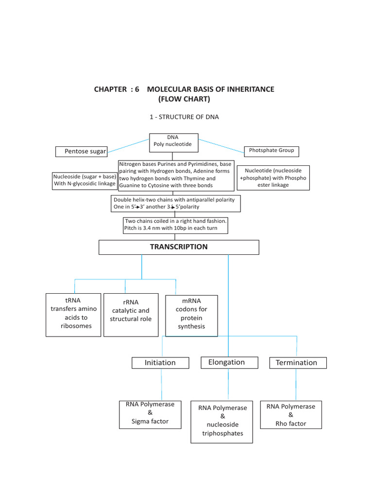 Class - Xii - Biology - Chapter 6 Molecular Basis of Inheritance ...