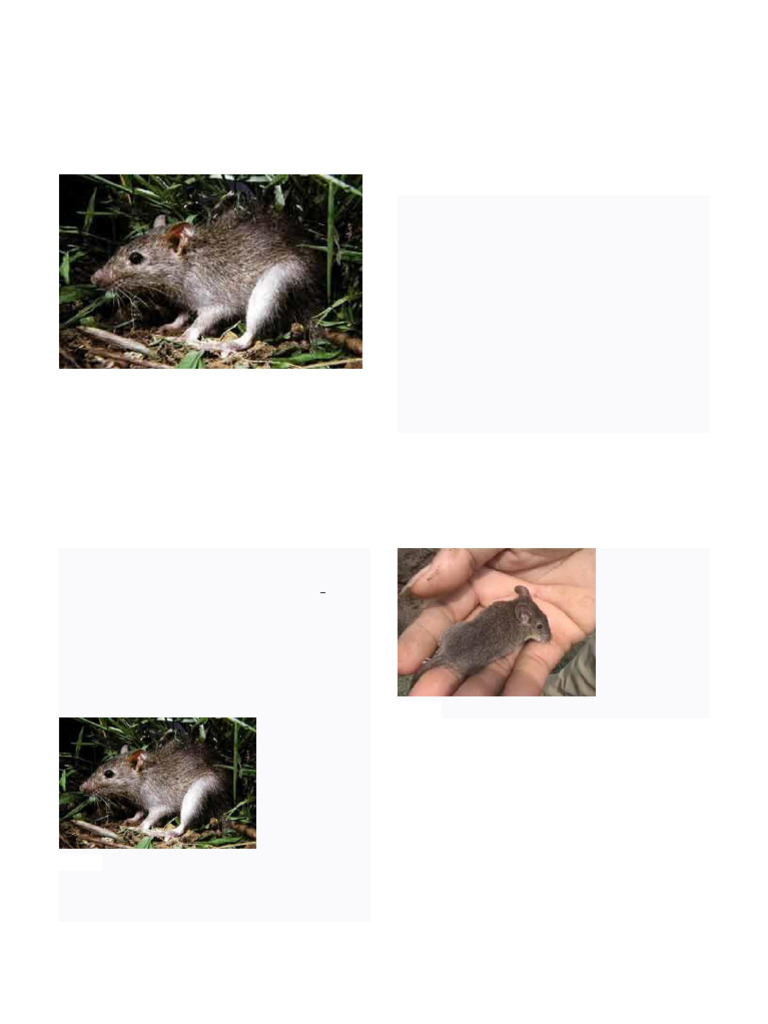 Brosur Hama Tikus | PDF