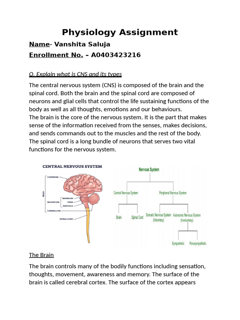 CNS Overview for Physiology Students | PDF