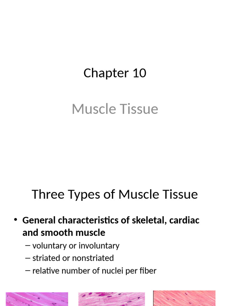 Chapter 10 Muscle Tissue 2021 | PDF | Muscle Contraction | Skeletal Muscle