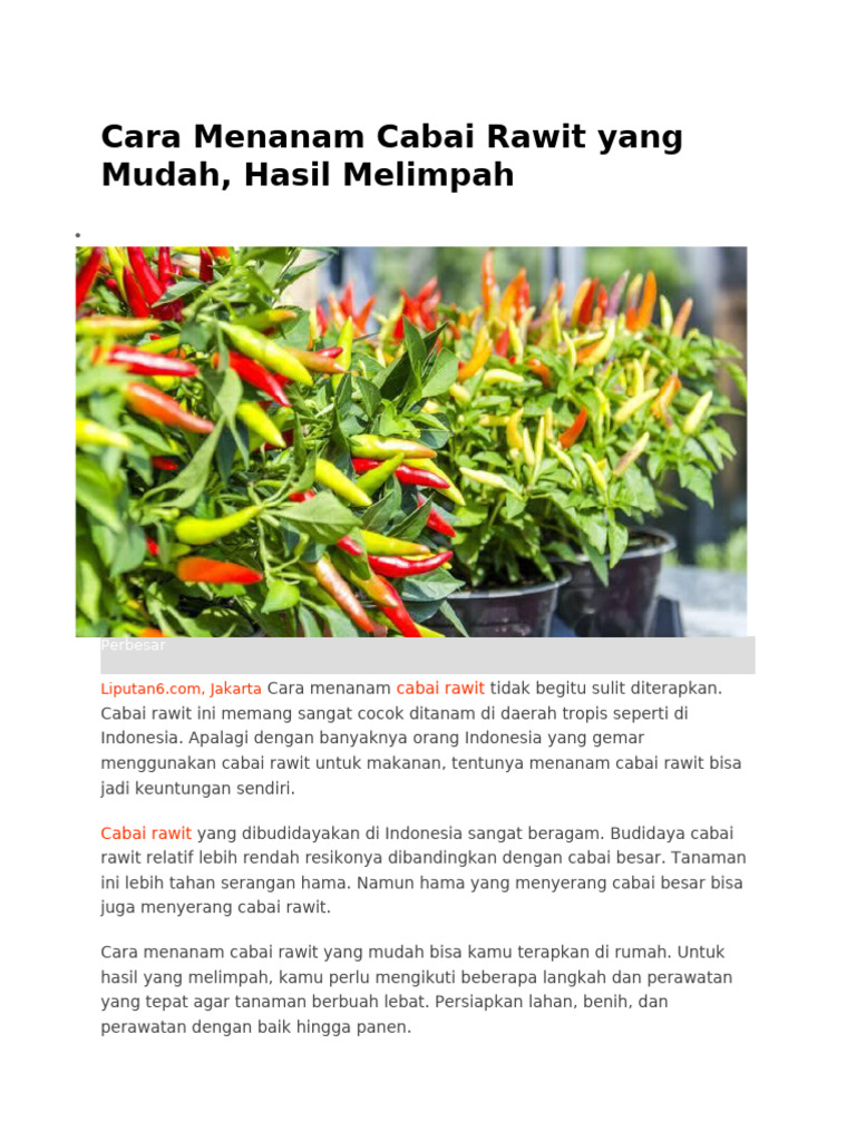 Cara Menanam Cabai Rawit yang Mudah | PDF