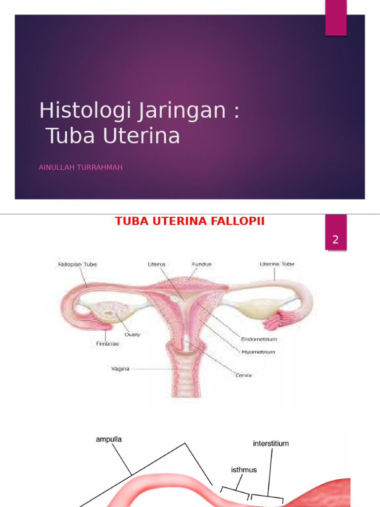 Histologi Jaringan Tuba Uterina | PDF