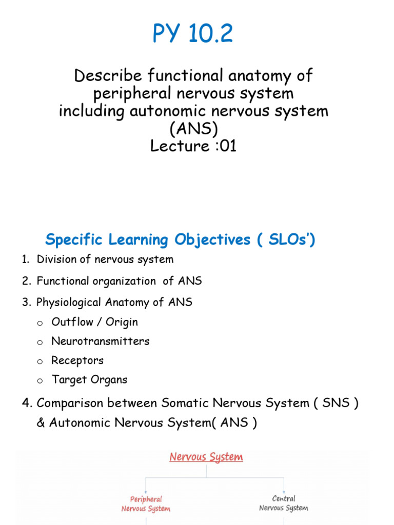 ANS - Functional Anatomy | PDF