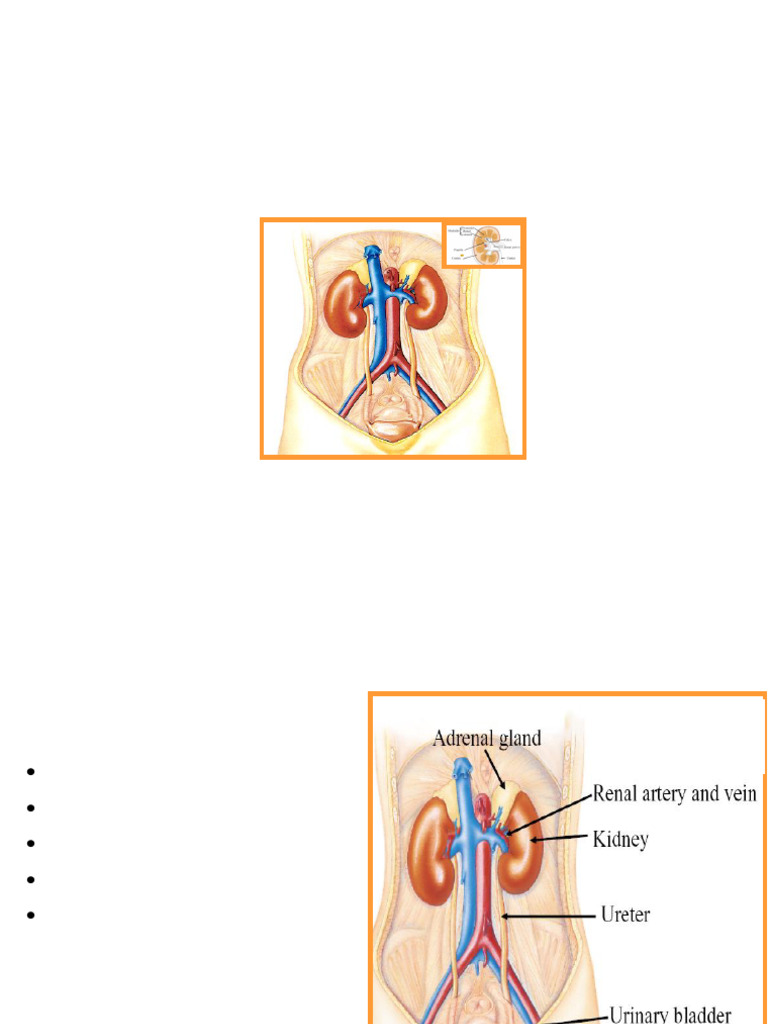 Urinary System 1 | PDF | Kidney | Urinary Tract Infection